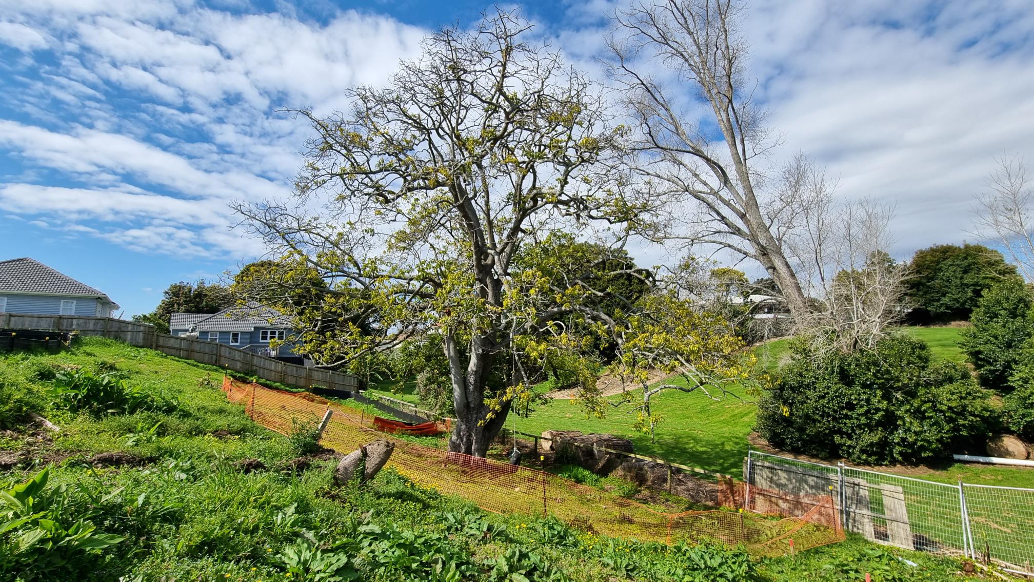 How LEAD Alliance protects trees – LEAD Alliance